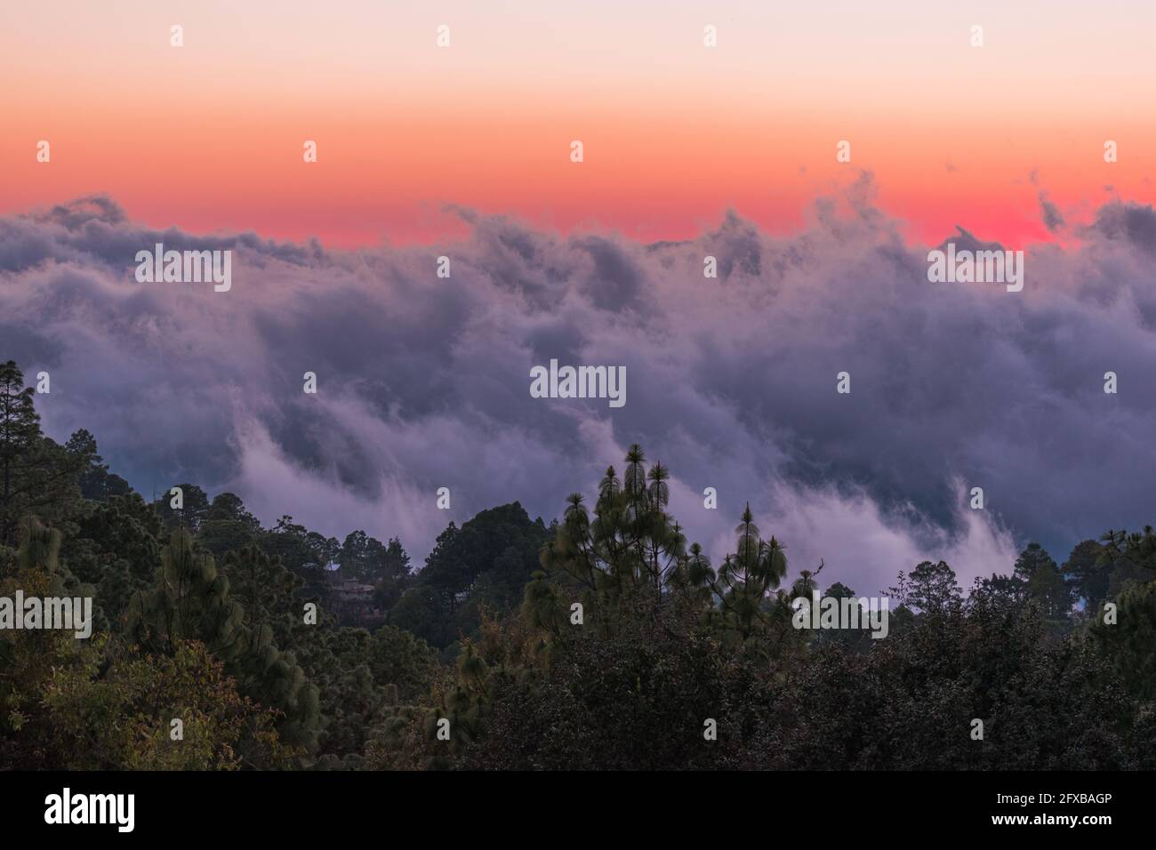 Montane forest mexico hi-res stock photography and images - Alamy