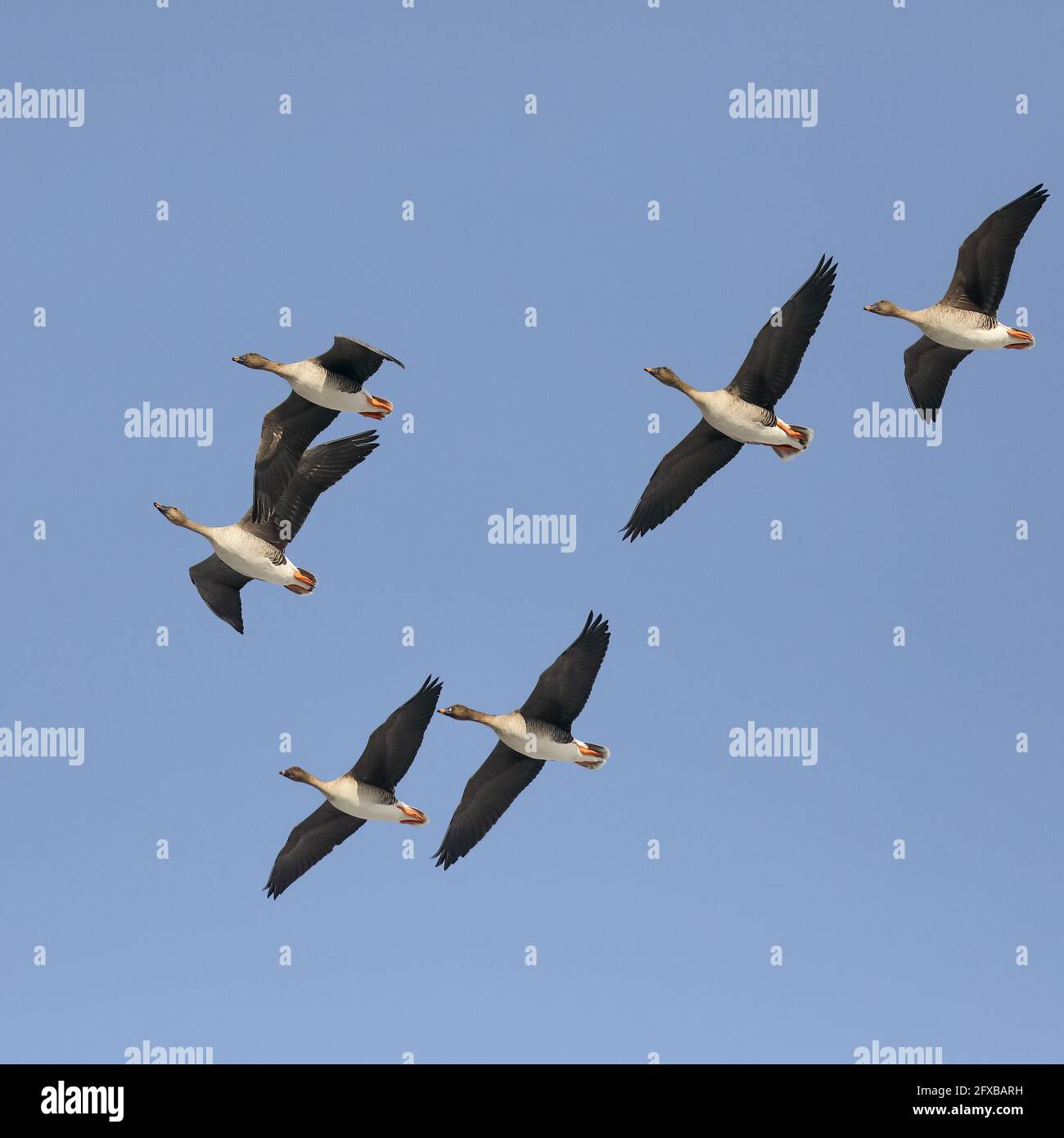Bean goose flight hi-res stock photography and images - Alamy
