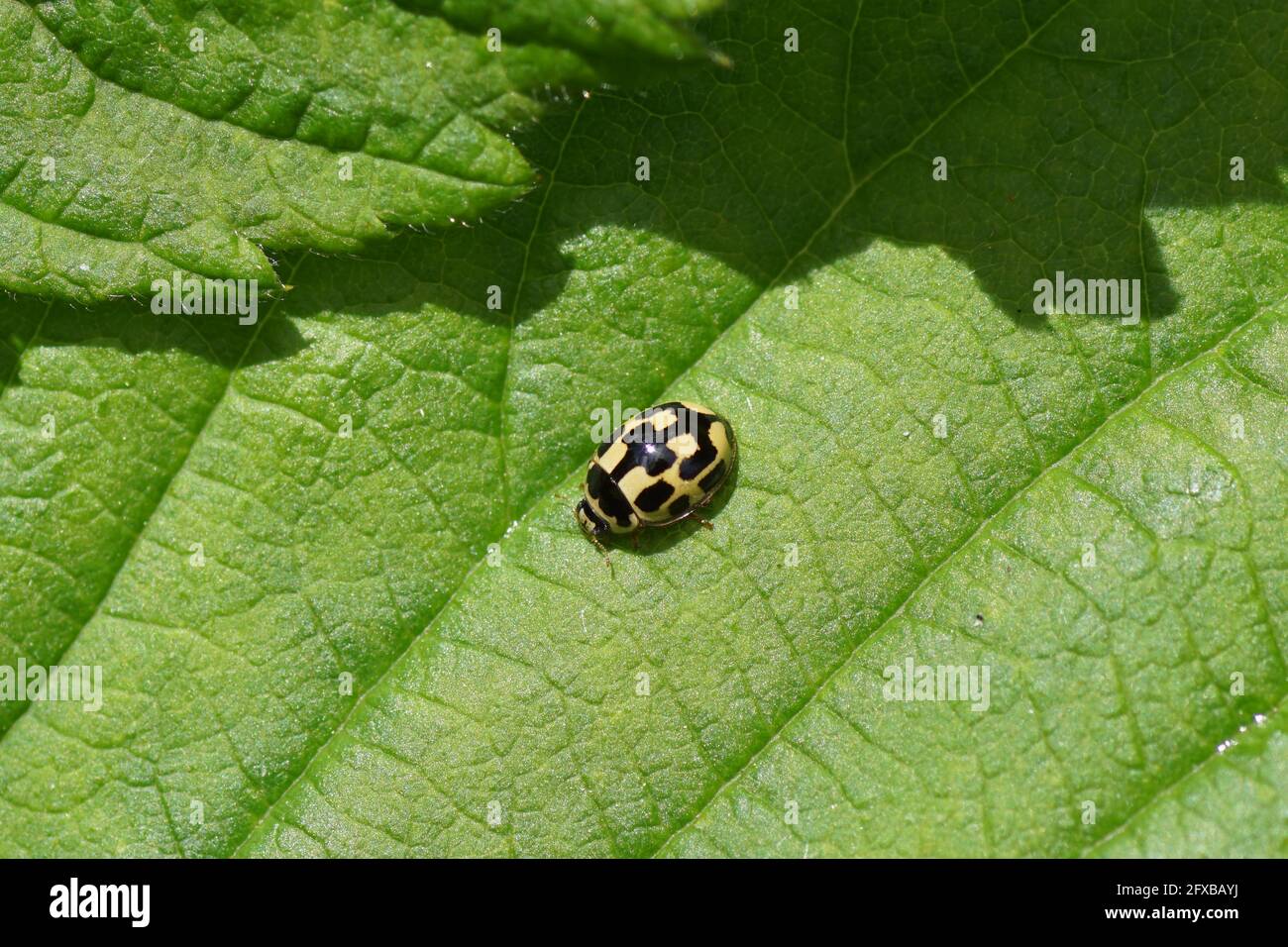 Fourteen-spot ladybird, Fourteen spotted ladybug (Propylea ...