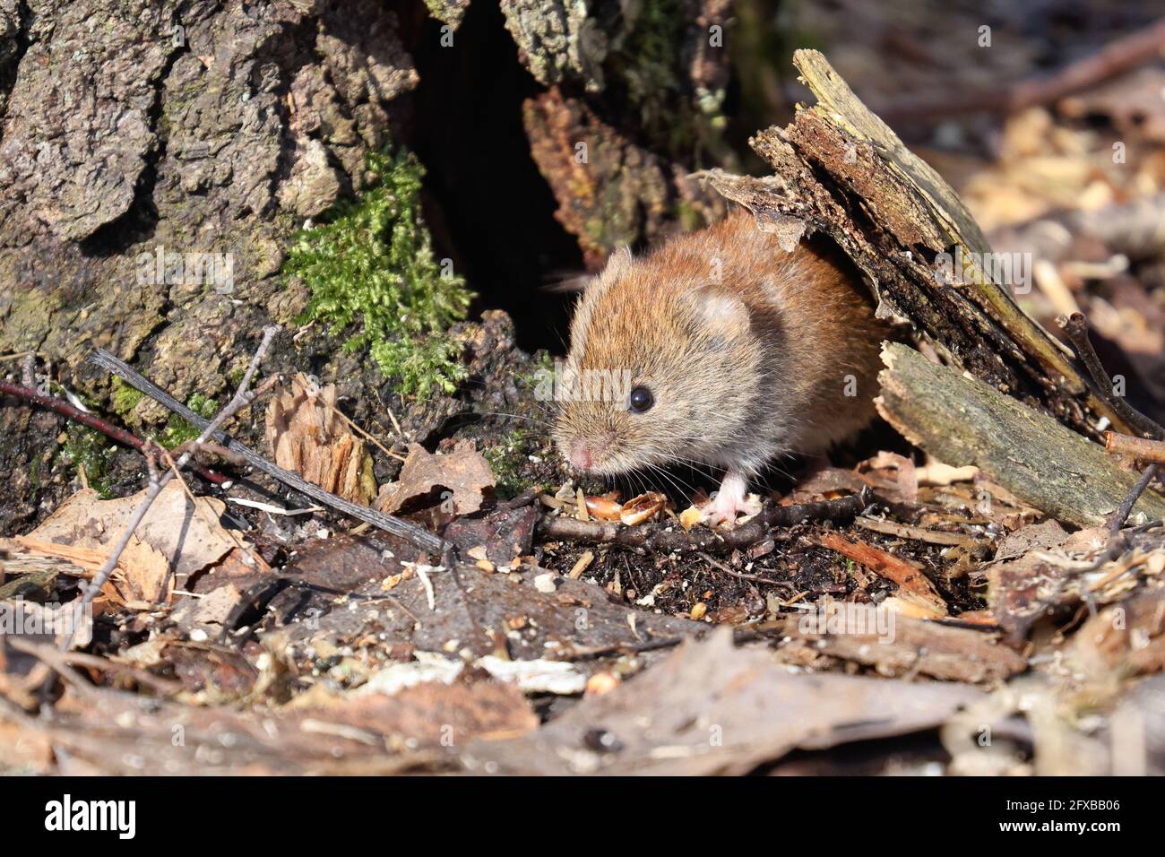 Grey vole hi-res stock photography and images - Alamy