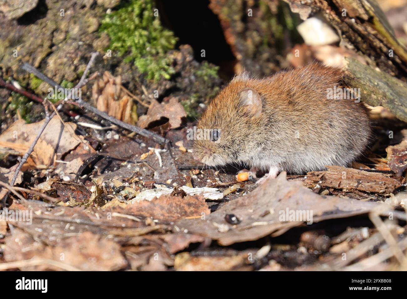 Grey vole hi-res stock photography and images - Alamy