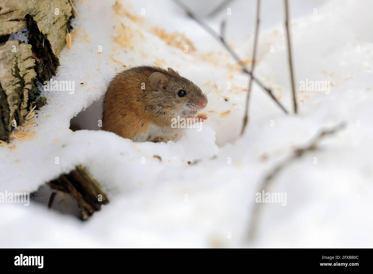 striped field mouse Stock Photo - Alamy