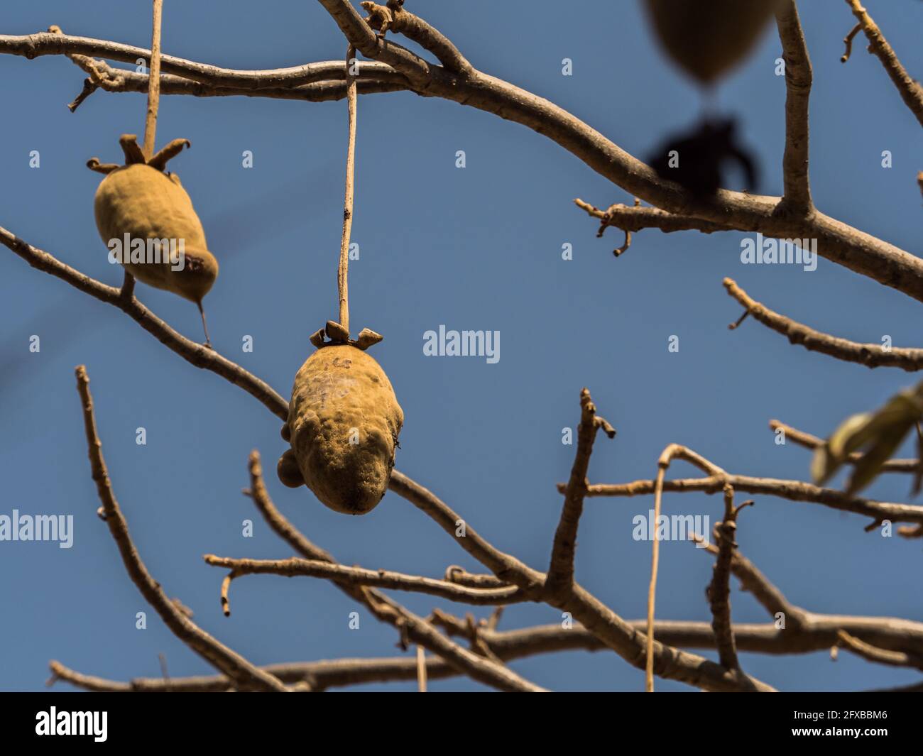 Baobab fruit on the baobab tree. Tree of happiness, Senegal. Africa ...