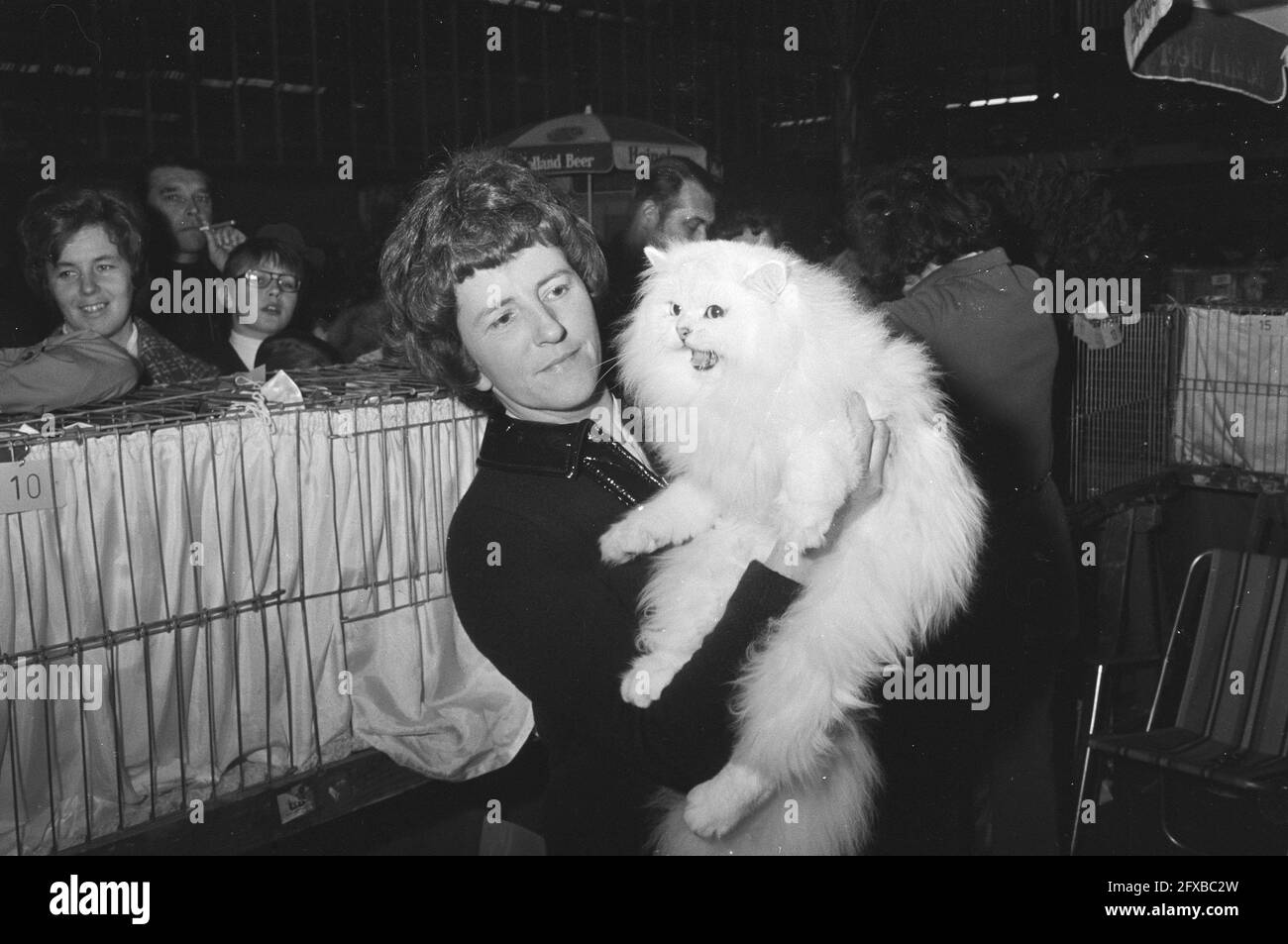 Winning cat hi-res stock photography and images - Alamy