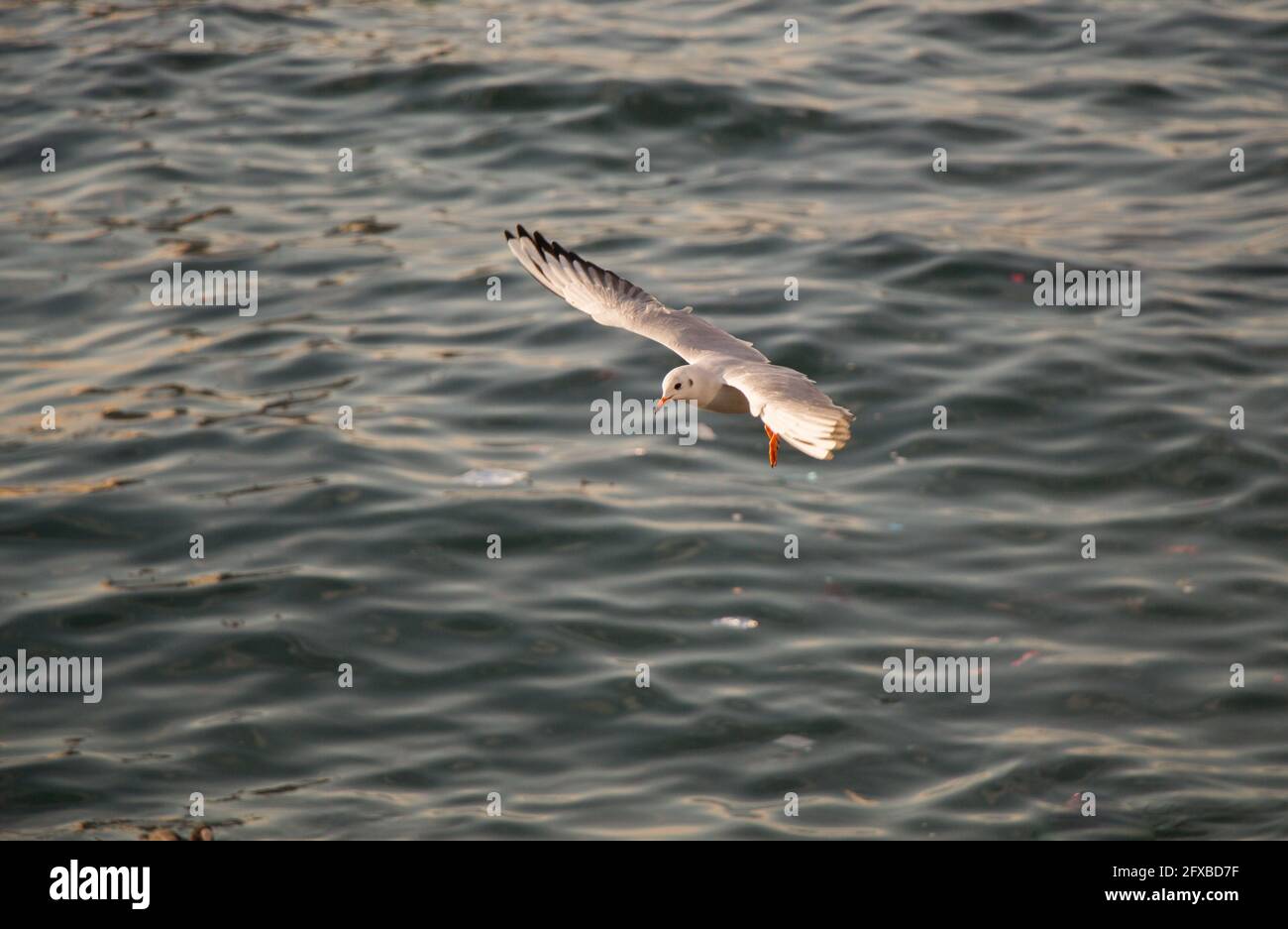 Seagull is seen over the sea water as sea bird Stock Photo - Alamy
