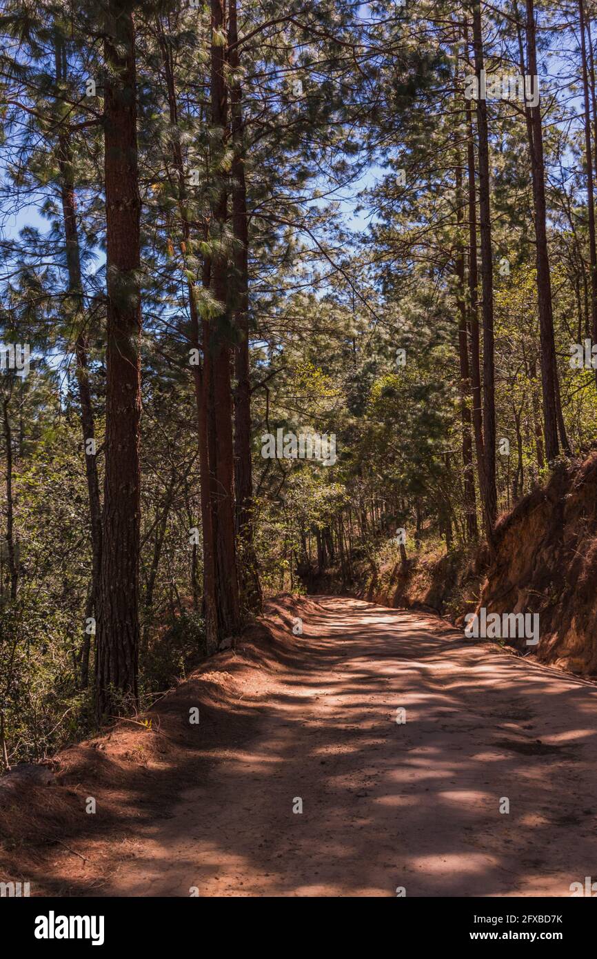 The mexican mountain pine hi-res stock photography and images - Alamy