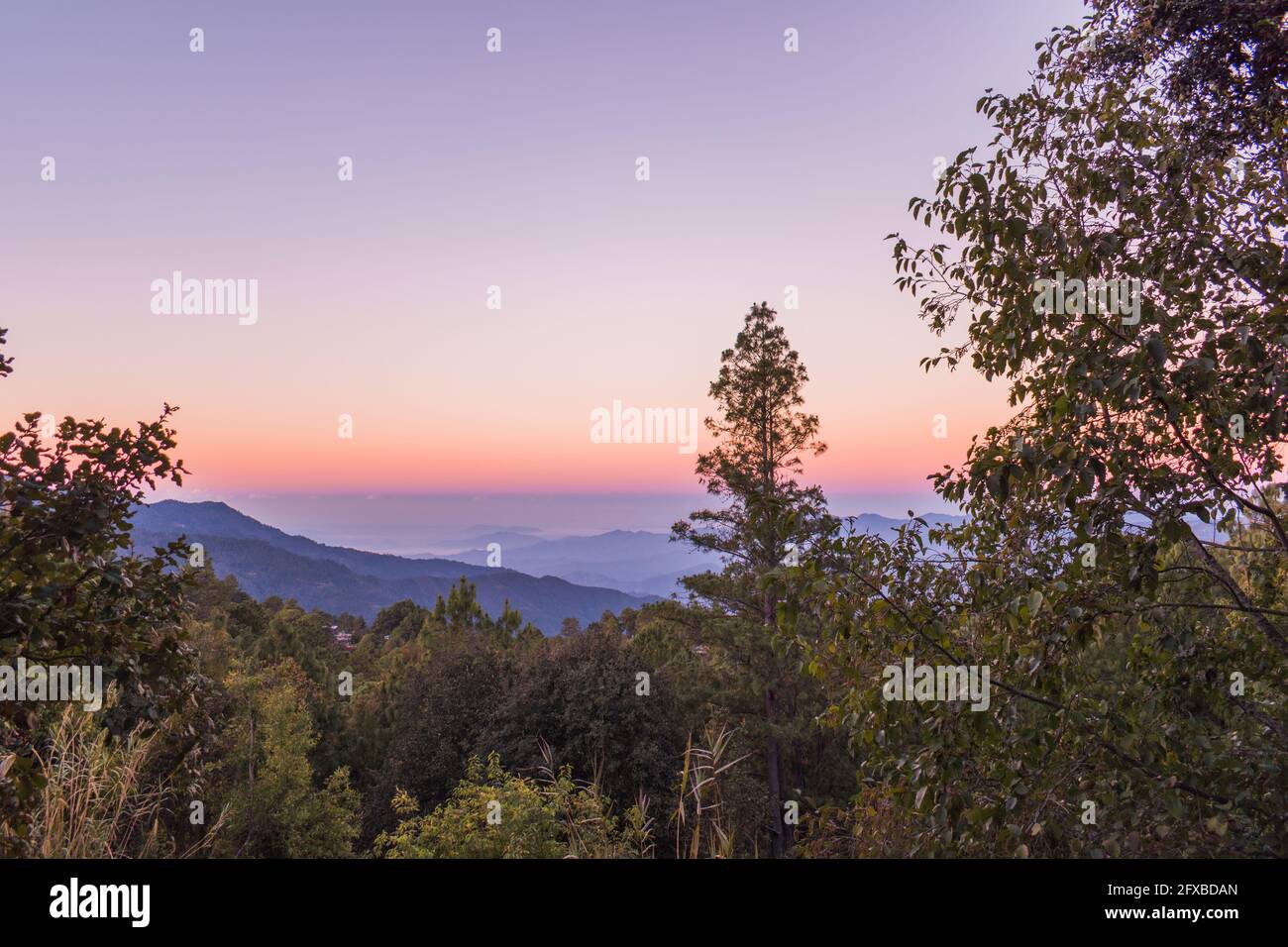 Montane forest hi-res stock photography and images - Alamy
