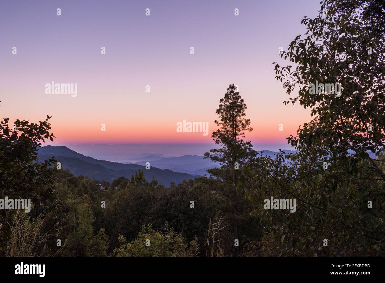Montane forest hi-res stock photography and images - Alamy