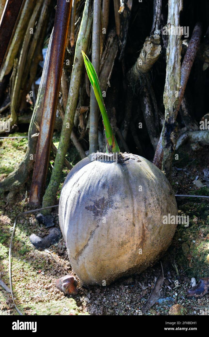 Young shoot of a palm tree from a coconut. Sri Lanka Stock Photo - Alamy