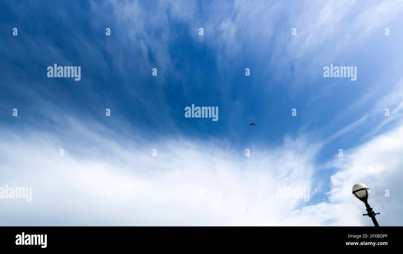 Husky dog going through dog gate in fence Stock Photo - Alamy