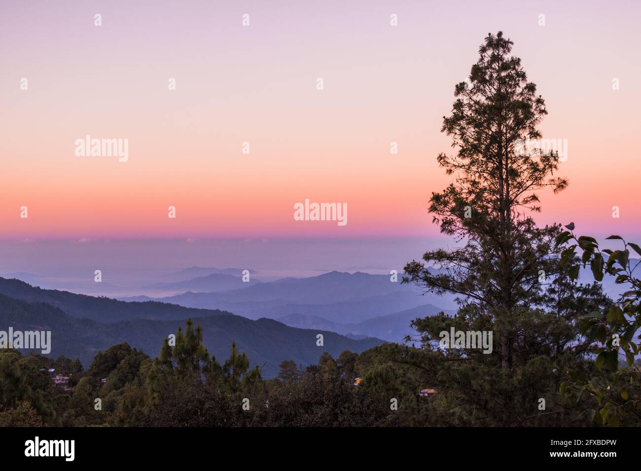 Montane Forest Trees