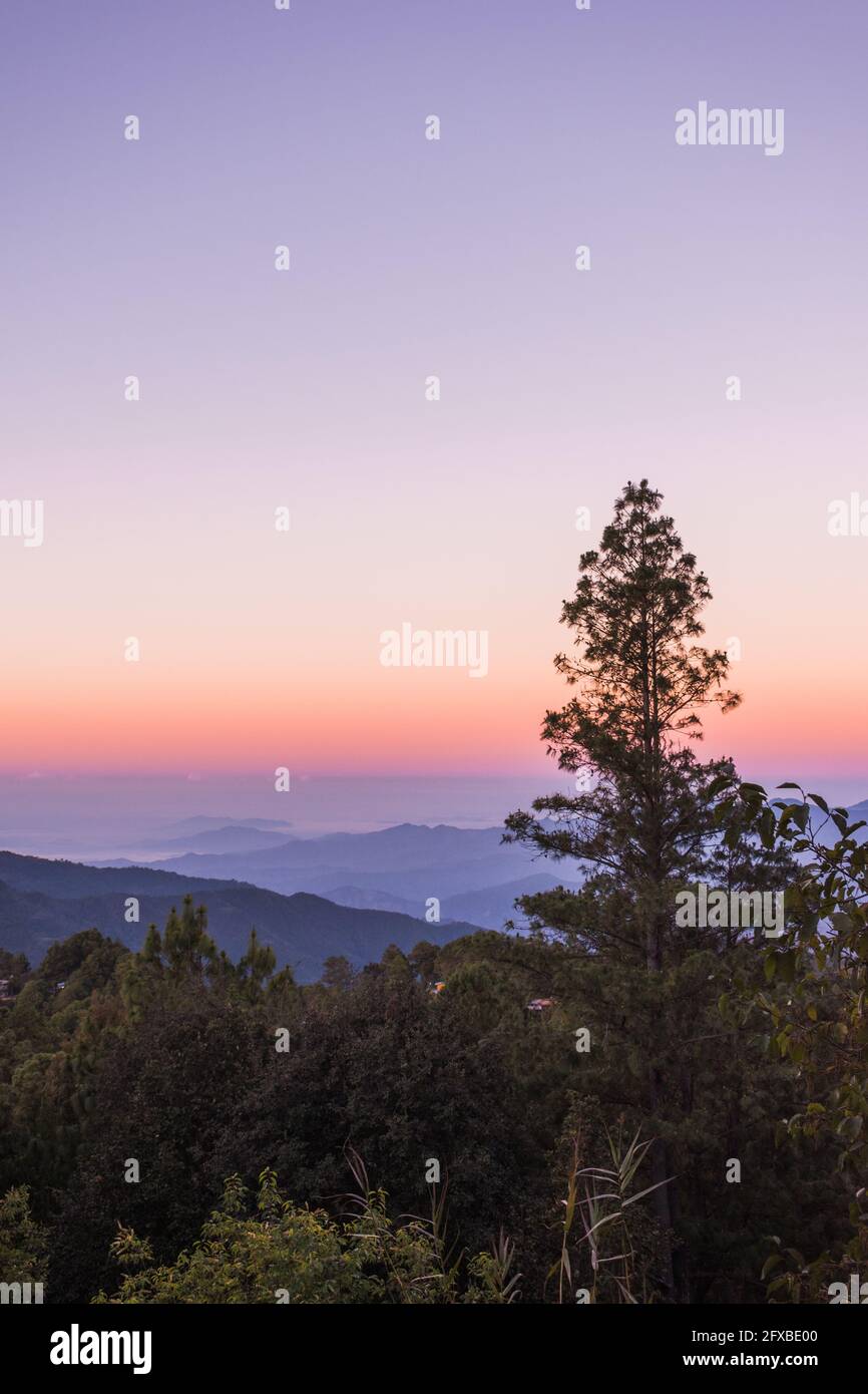 Montane Forest Trees