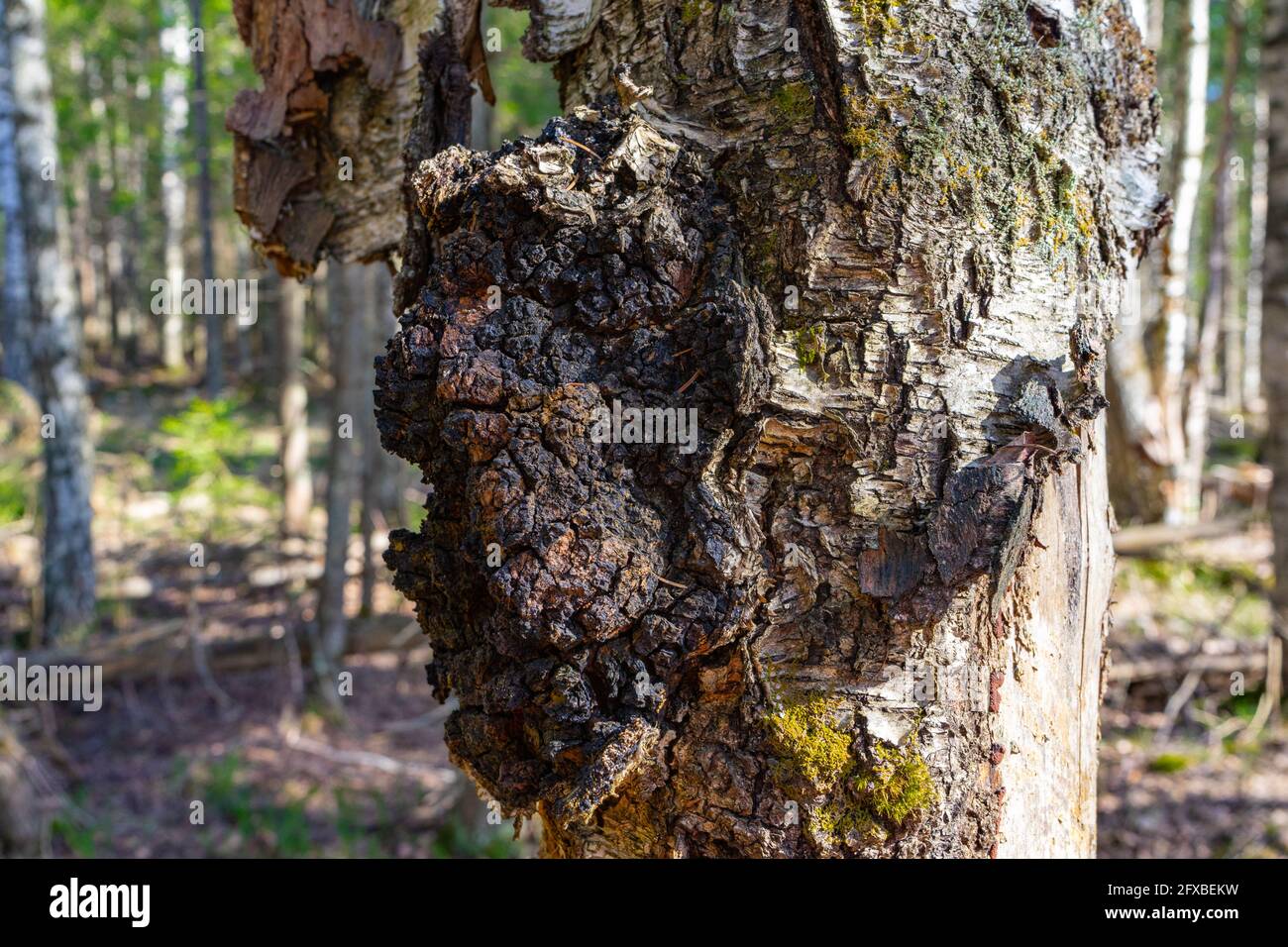 Inonotus obliquus. black birch mushroom. Chaga, a fungal infection on ...
