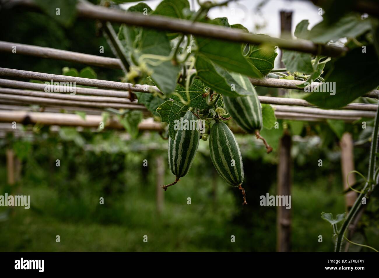 Farmers tie logs to their Pointed Gourd (Potol or Patol in Bengali ...