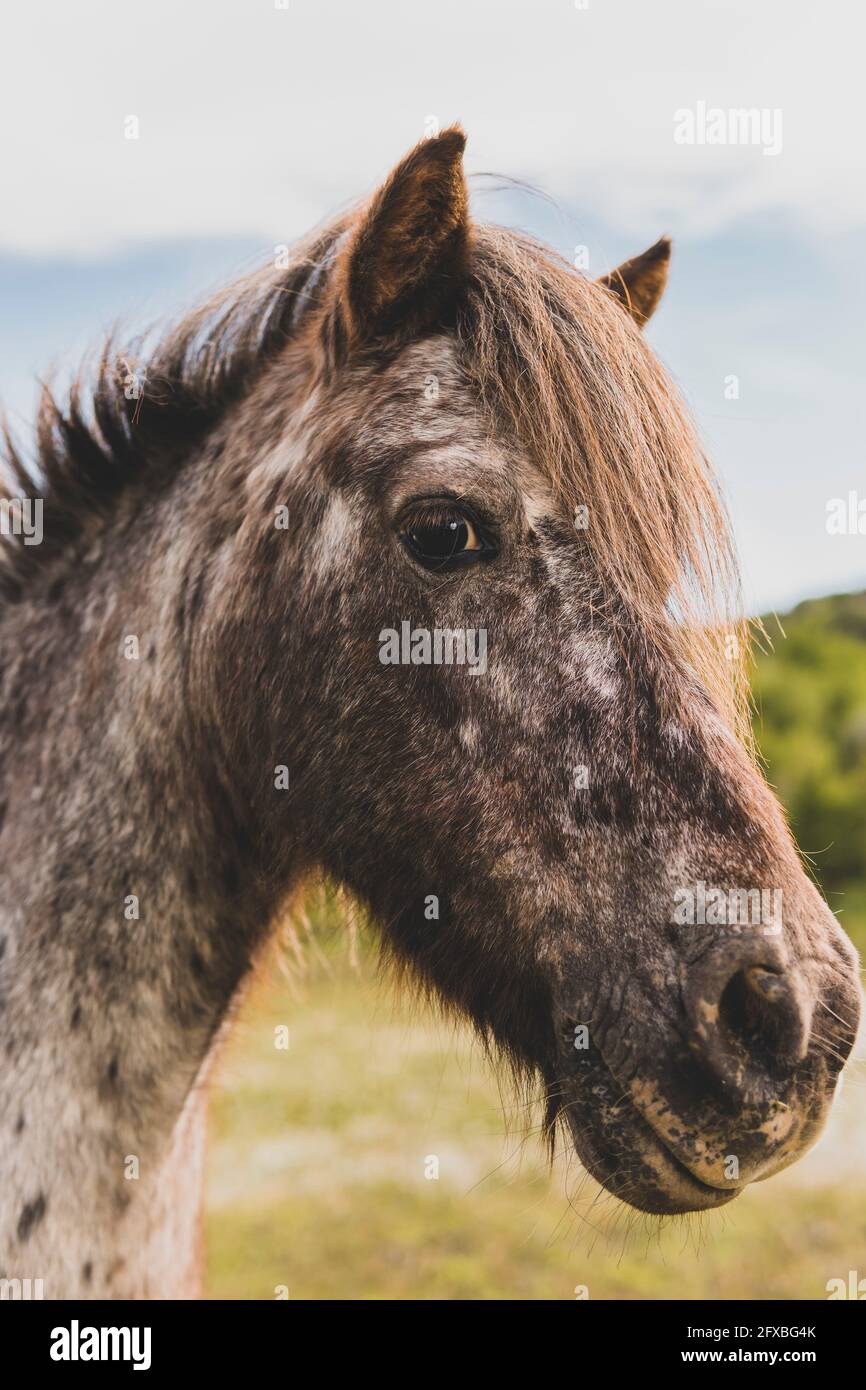 Pony close up image hi-res stock photography and images - Alamy