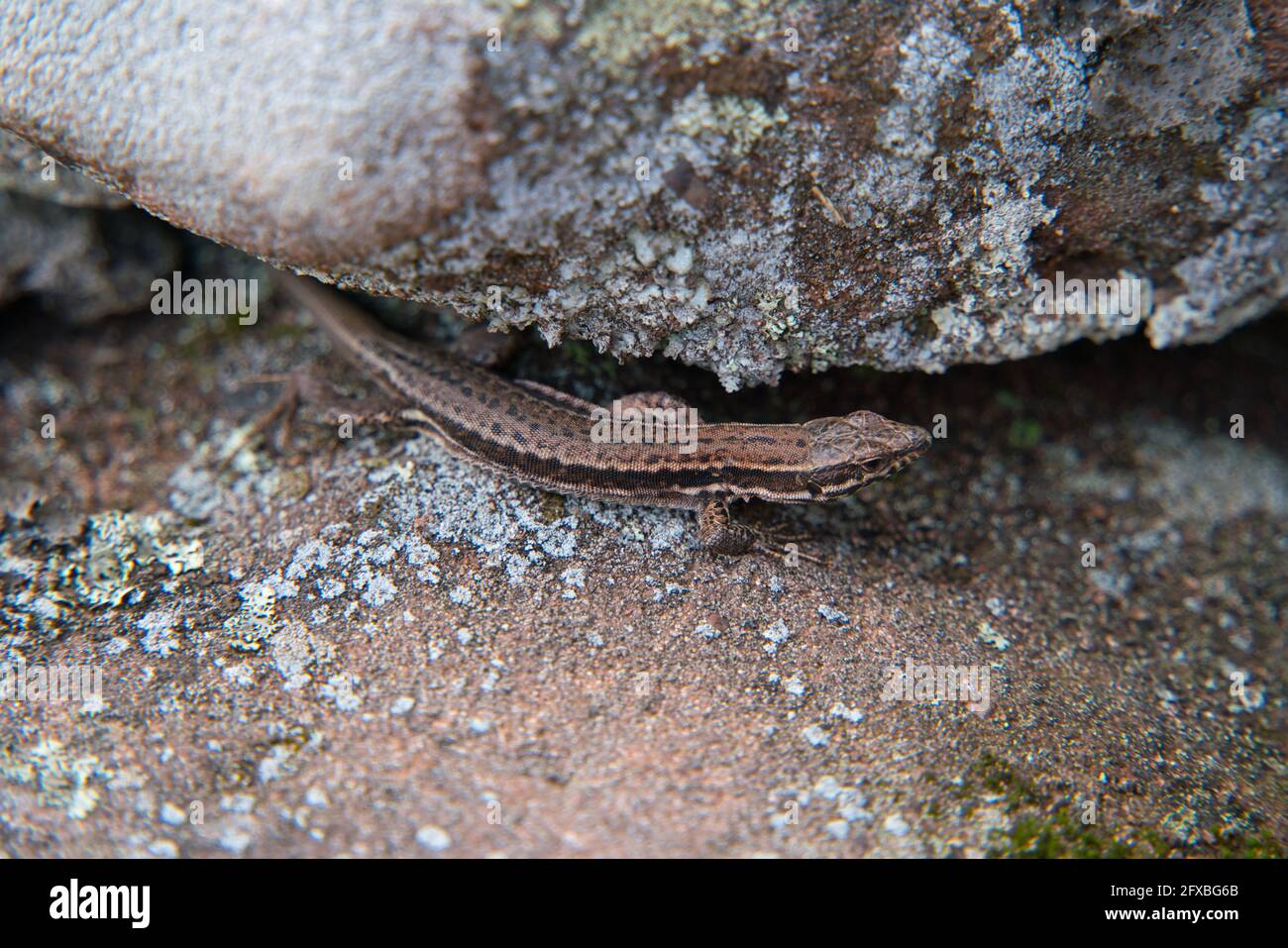 Lizard closeup hi-res stock photography and images - Alamy