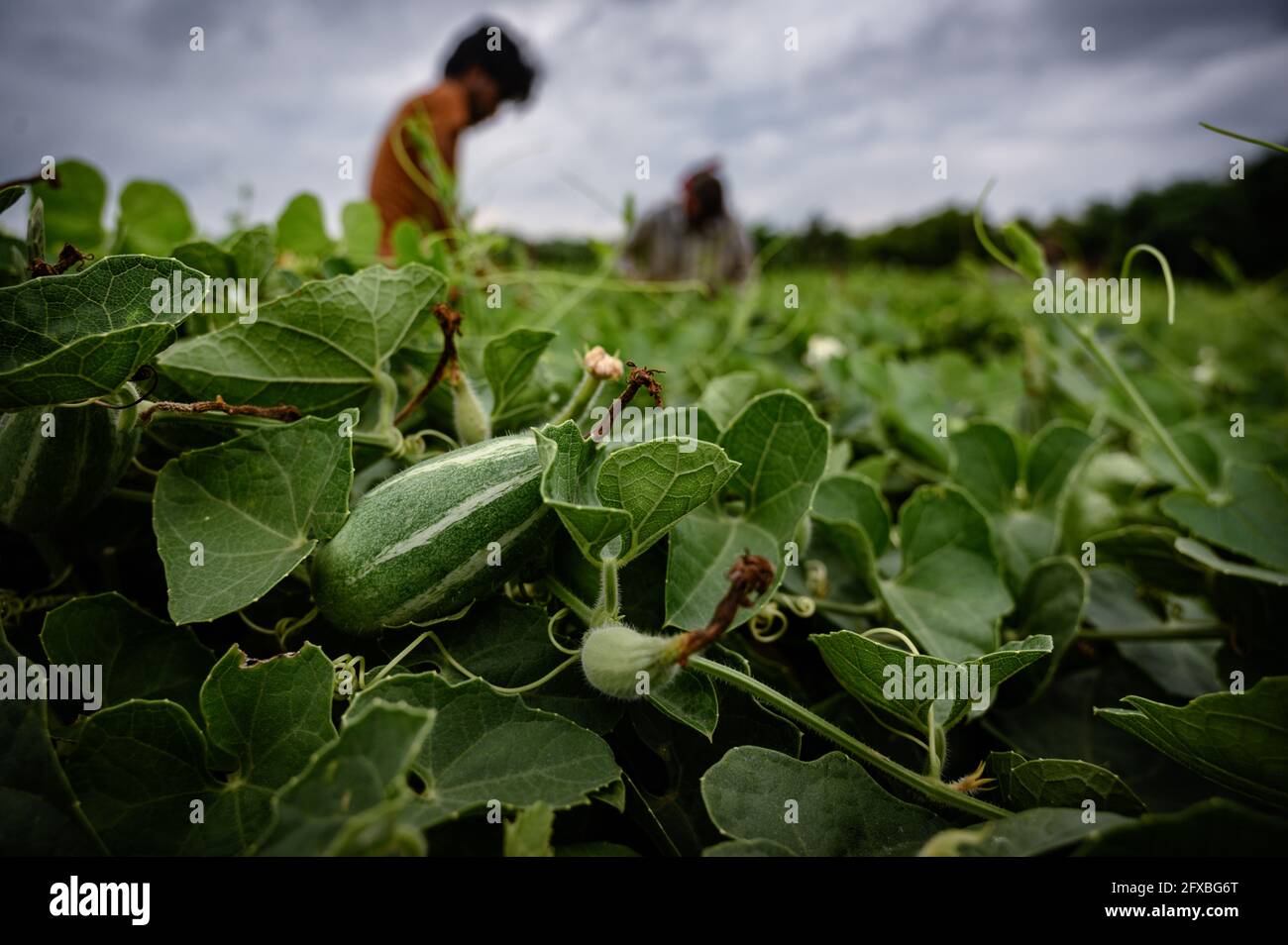 Farmers tie logs to their Pointed Gourd (Potol or Patol in Bengali ...