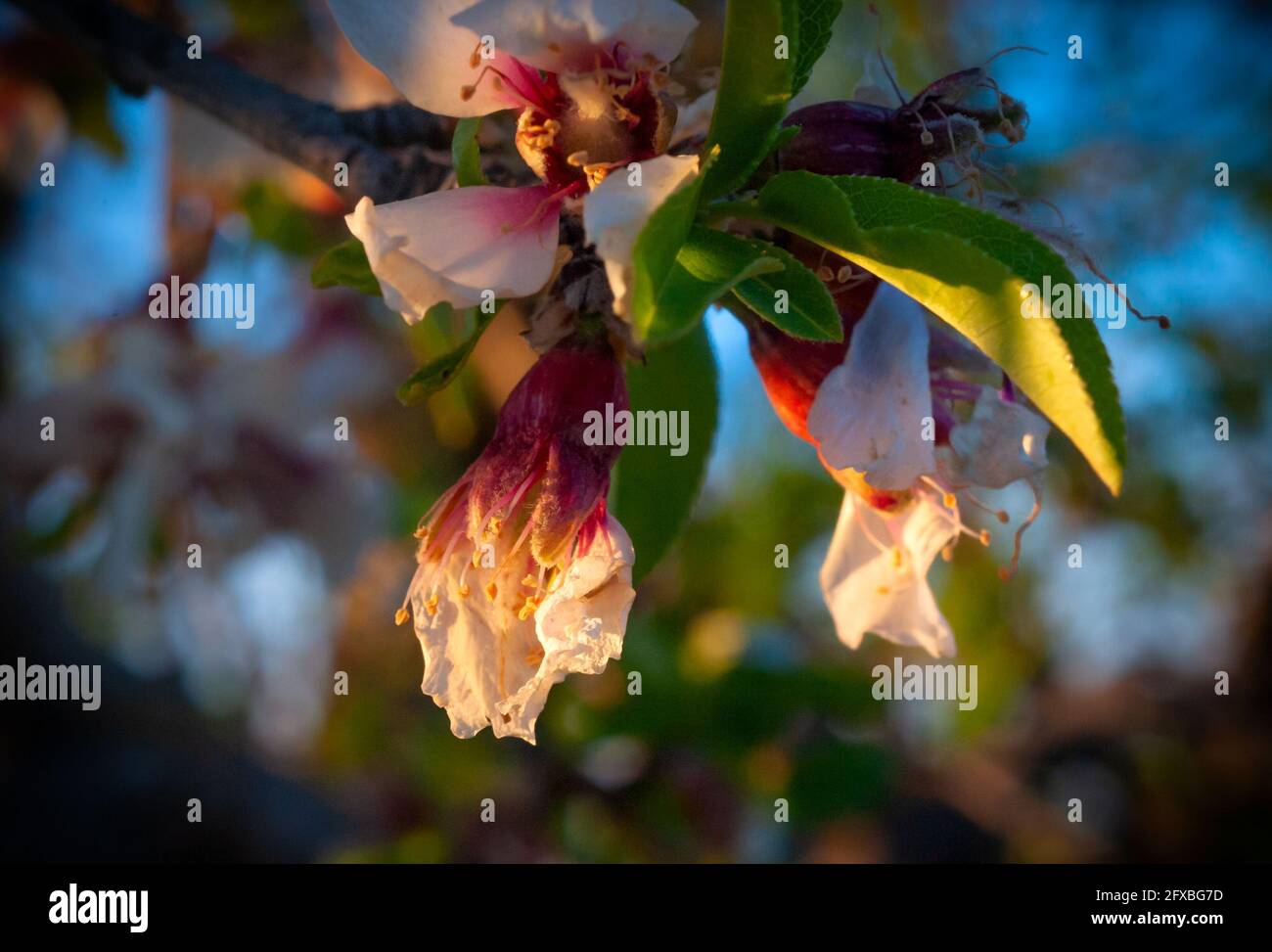 Almond buds hi-res stock photography and images - Alamy