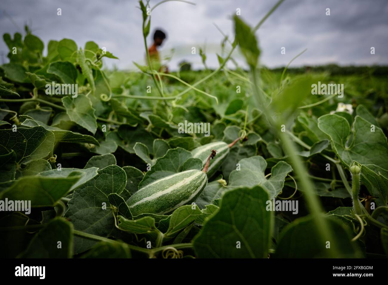 Farmers tie logs to their Pointed Gourd (Potol or Patol in Bengali ...