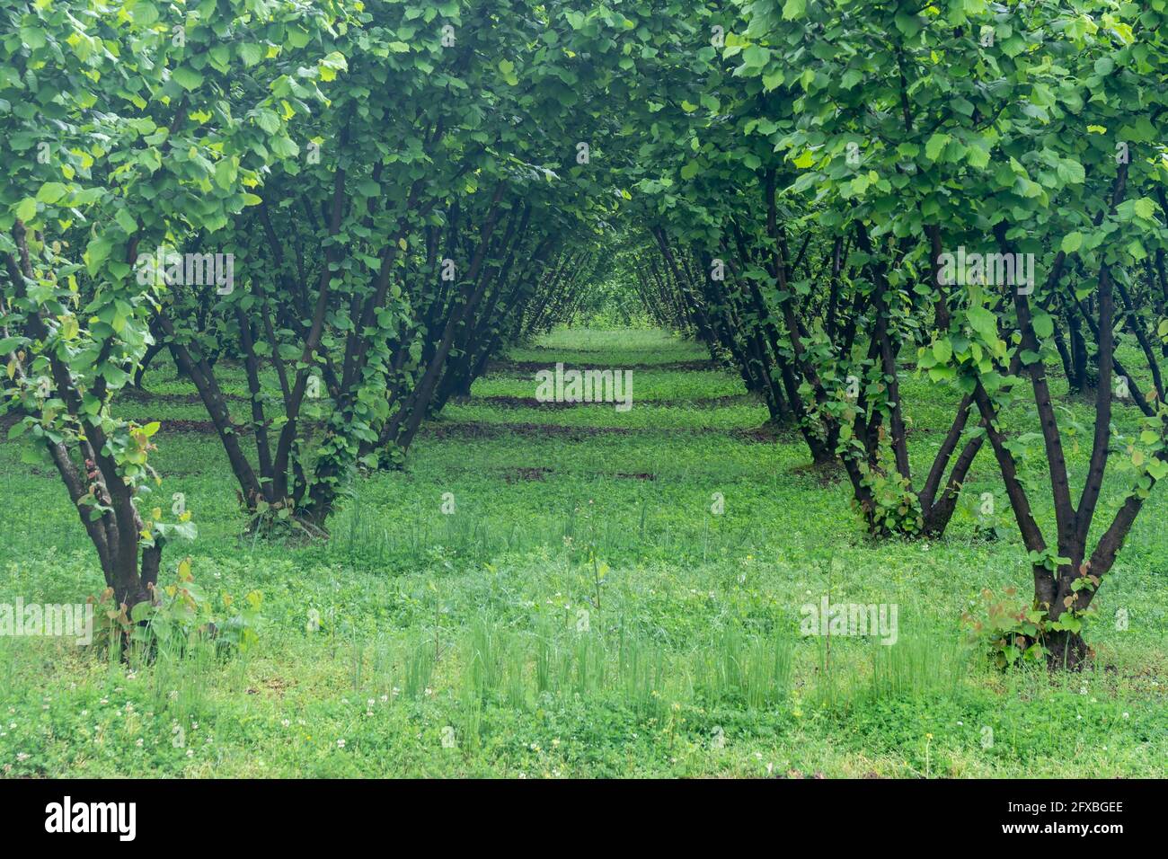 Italy hazelnut trees hi-res stock photography and images - Alamy