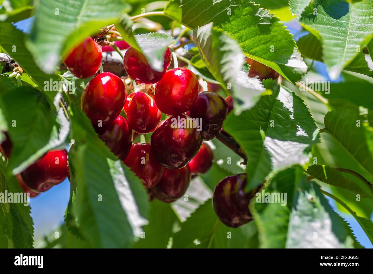 Cherry tree canopy hi-res stock photography and images - Alamy