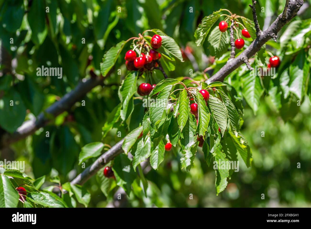 Cherry tree canopy hi-res stock photography and images - Alamy