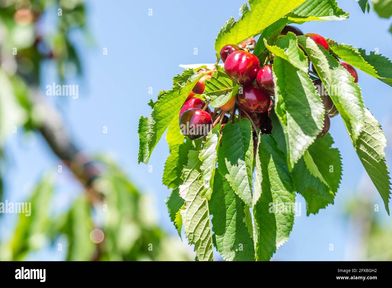 Cherry tree canopy hi-res stock photography and images - Alamy