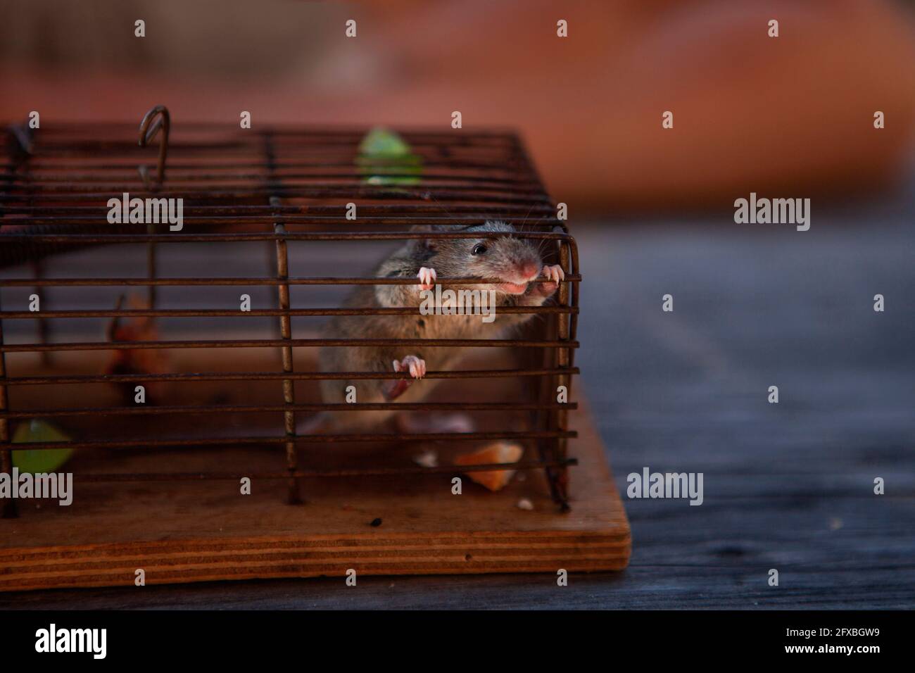 Mouse in cage hi-res stock photography and images - Alamy