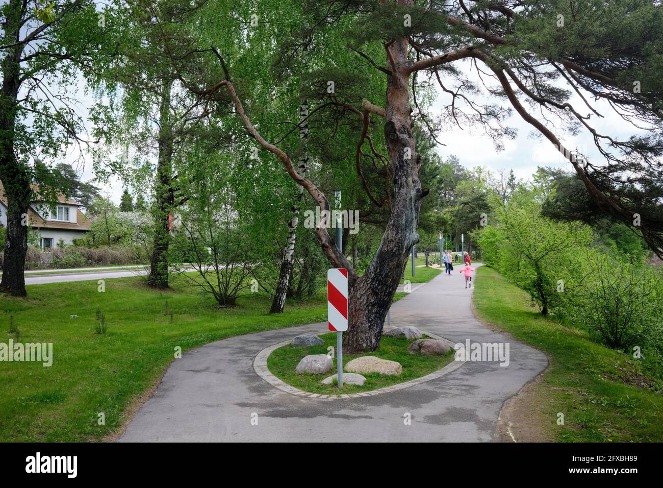 Protected pine tree at riverside promenade in Ogre city Latvia Stock ...
