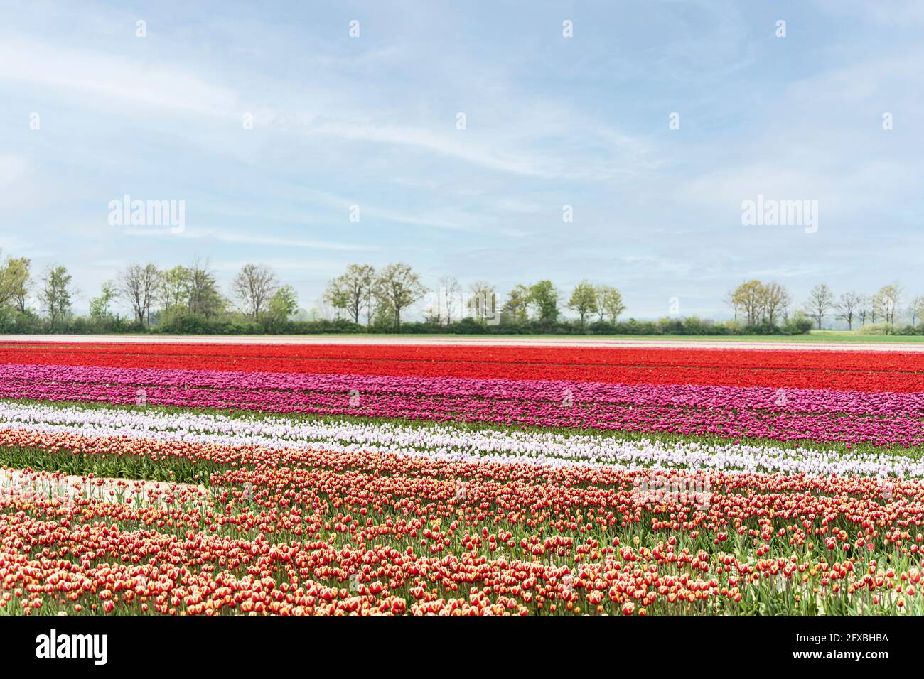 Orange and pink field hi-res stock photography and images - Alamy
