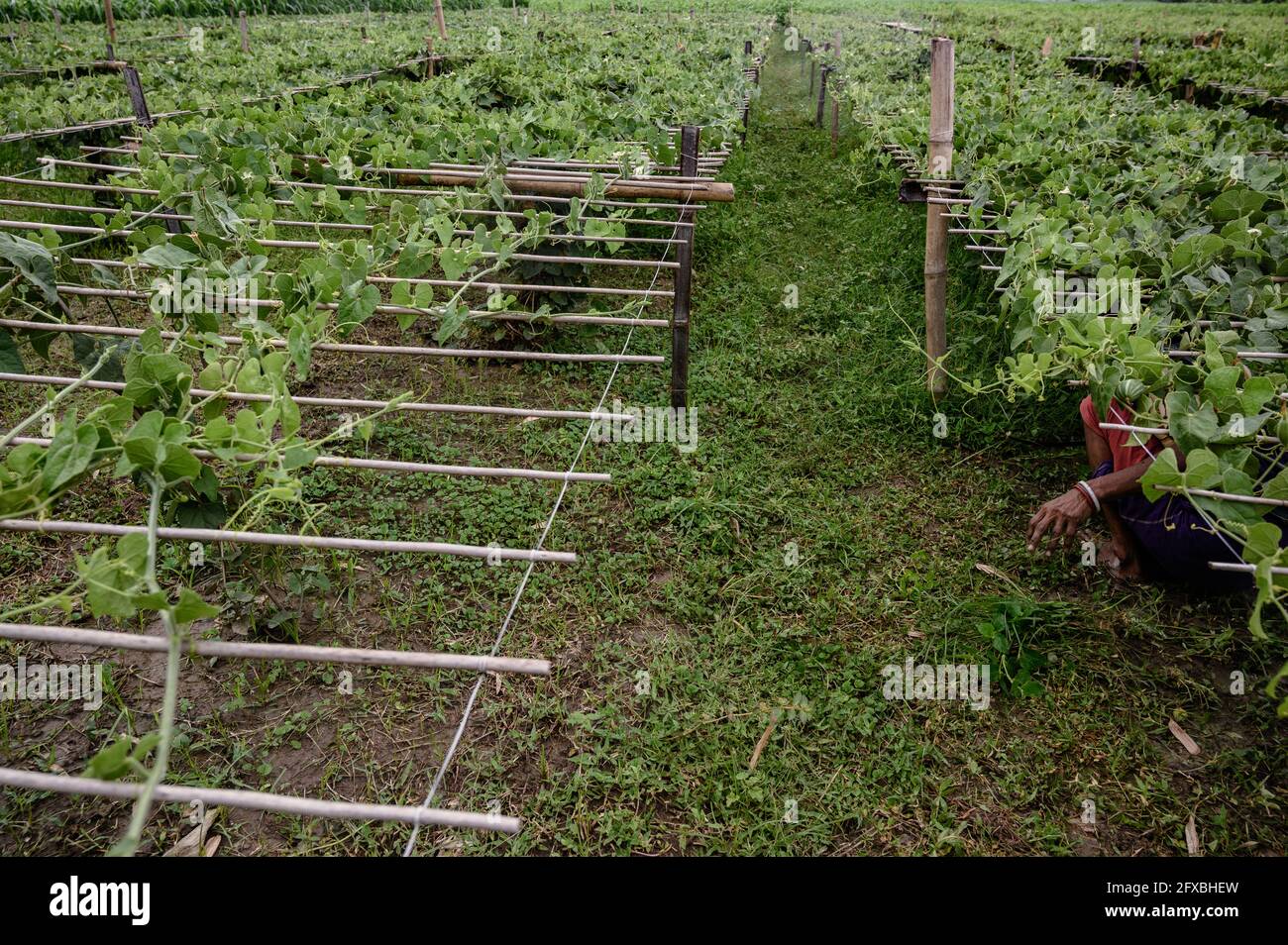 Farmers tie logs to their Pointed Gourd (Potol or Patol in Bengali ...