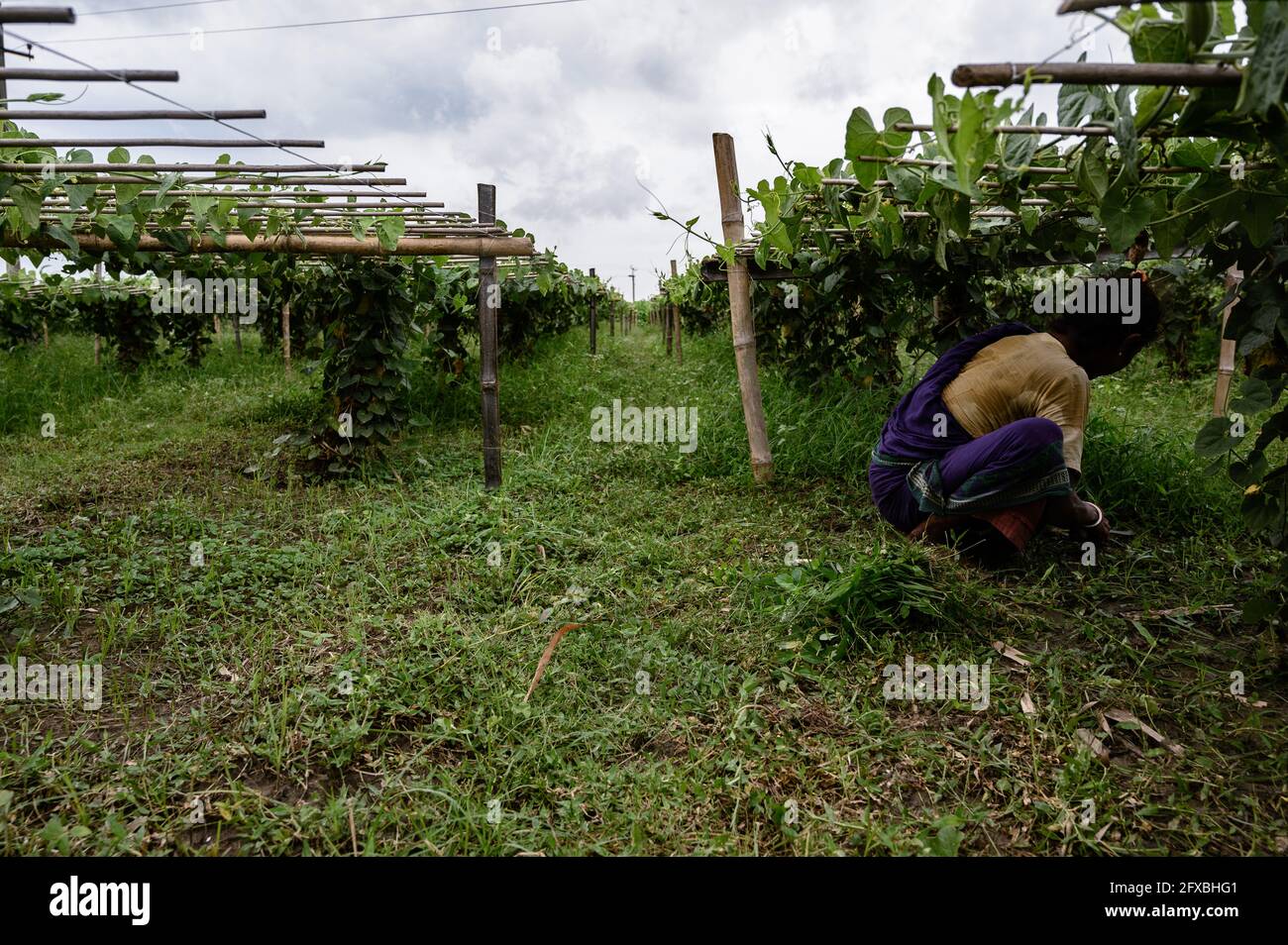 Farmers tie logs to their Pointed Gourd (Potol or Patol in Bengali ...
