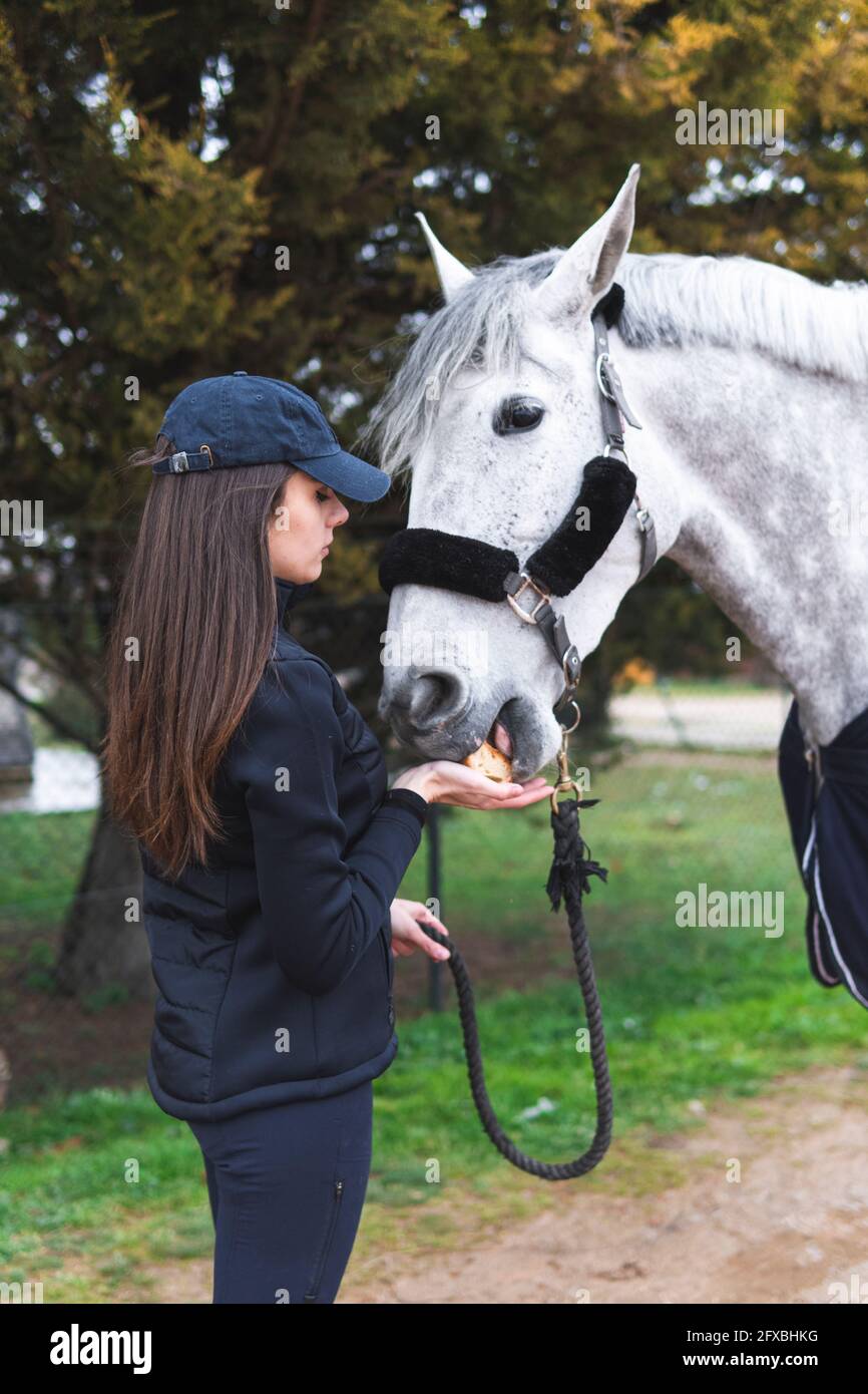 Brown horse standing feeding hi-res stock photography and images - Alamy