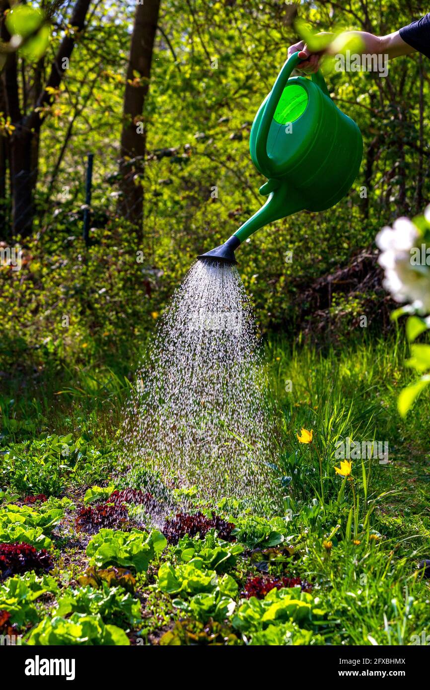 Person watering garden hi-res stock photography and images - Alamy