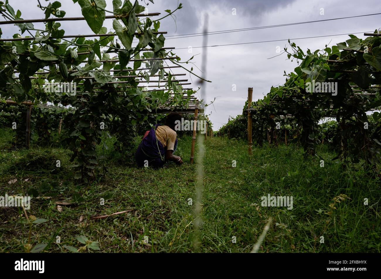 Farmers tie logs to their Pointed Gourd (Potol or Patol in Bengali ...