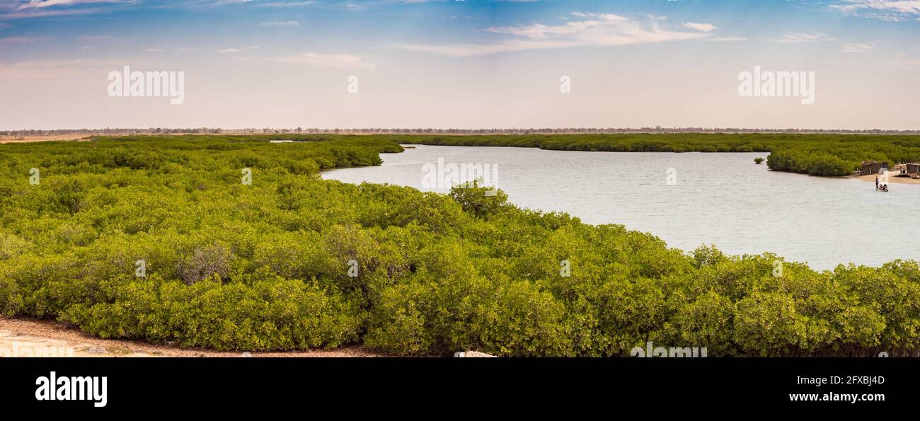 View of mangroves - salt-tolerant trees, called halophytes, adapted to ...