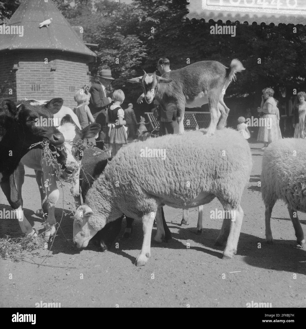 Dwarf sheep hi-res stock photography and images - Alamy