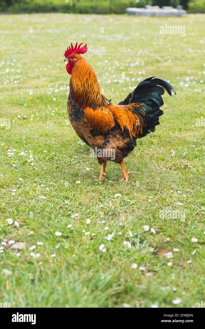Side view rooster hi-res stock photography and images - Alamy