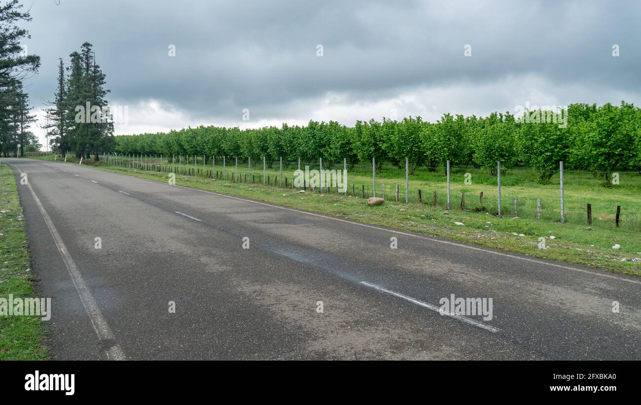 Rows of hazelnut plantation in Samegrelo region. Georgia. Agriculture ...