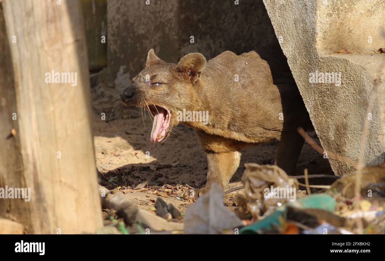Wild fossa in the Kirindy Forest, western Madagascar Stock Photo - Alamy