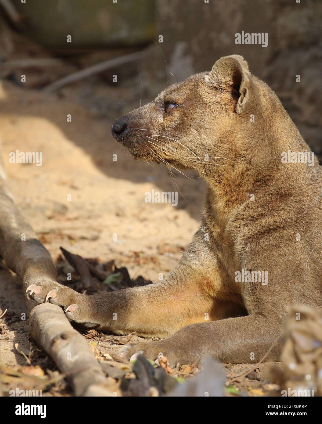 Polyandrous mating system hi-res stock photography and images - Alamy