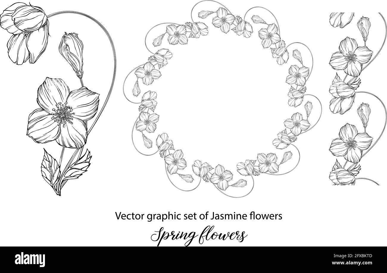 A set of graphic flower compositions with Jasmine flowers. Jasmine ...