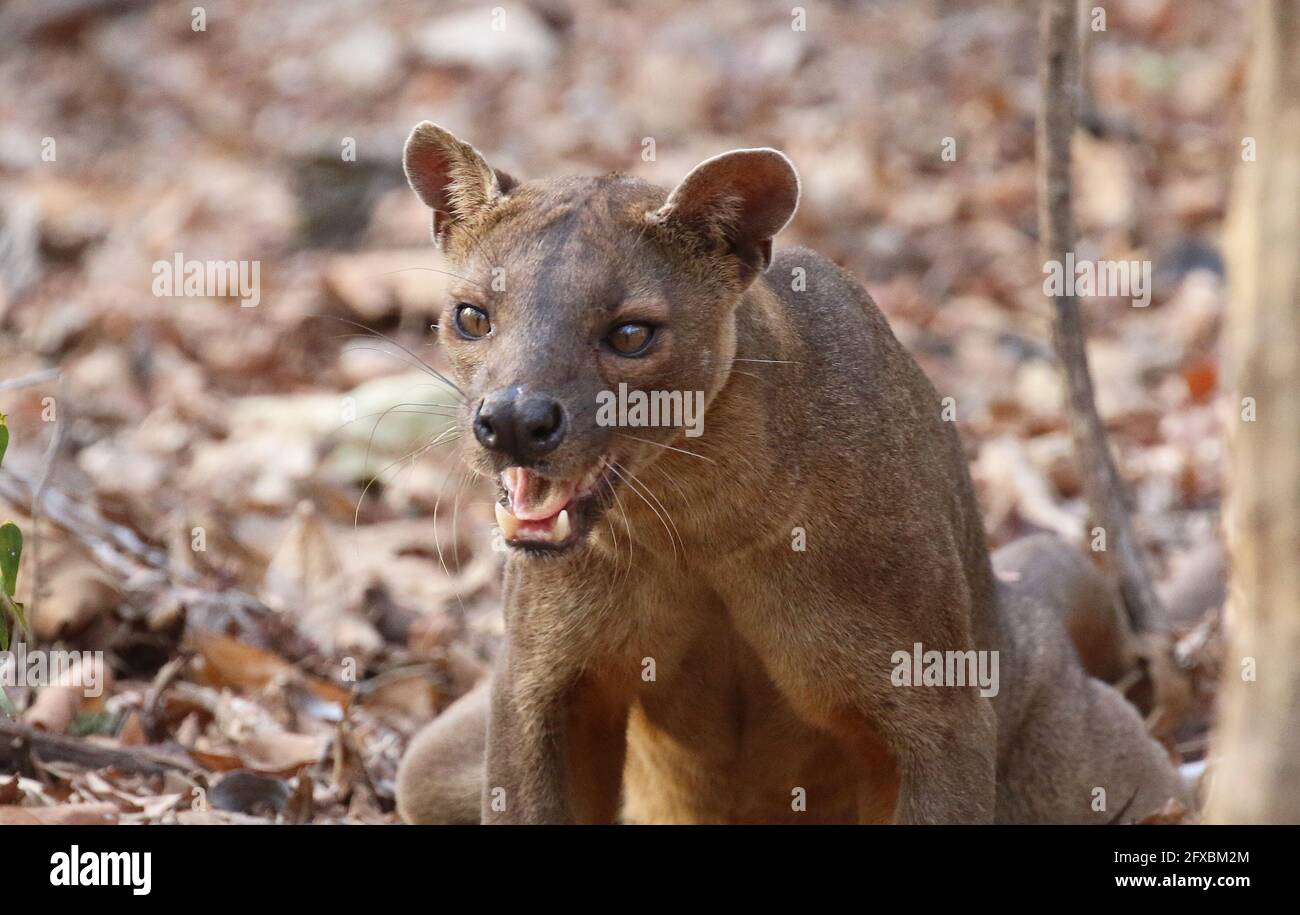 Wild fossa in the Kirindy Forest, western Madagascar Stock Photo - Alamy