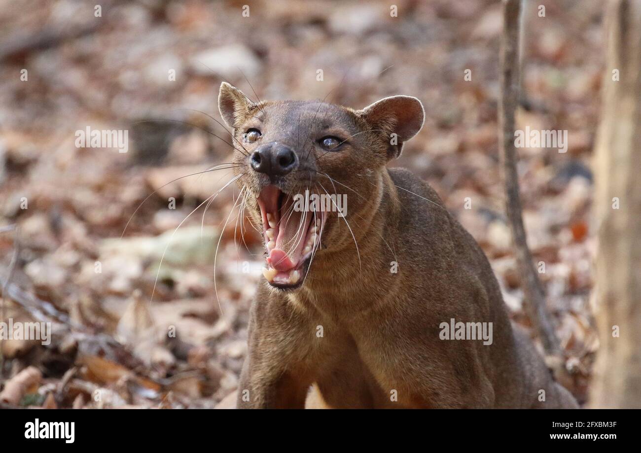 Wild fossa in the Kirindy Forest, western Madagascar Stock Photo - Alamy