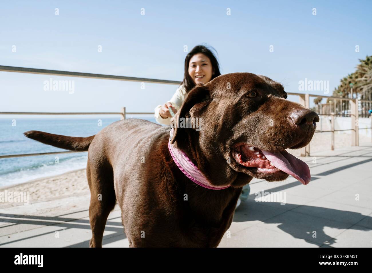 Woman with Labrador dog by railing at beach on sunny day Stock Photo ...