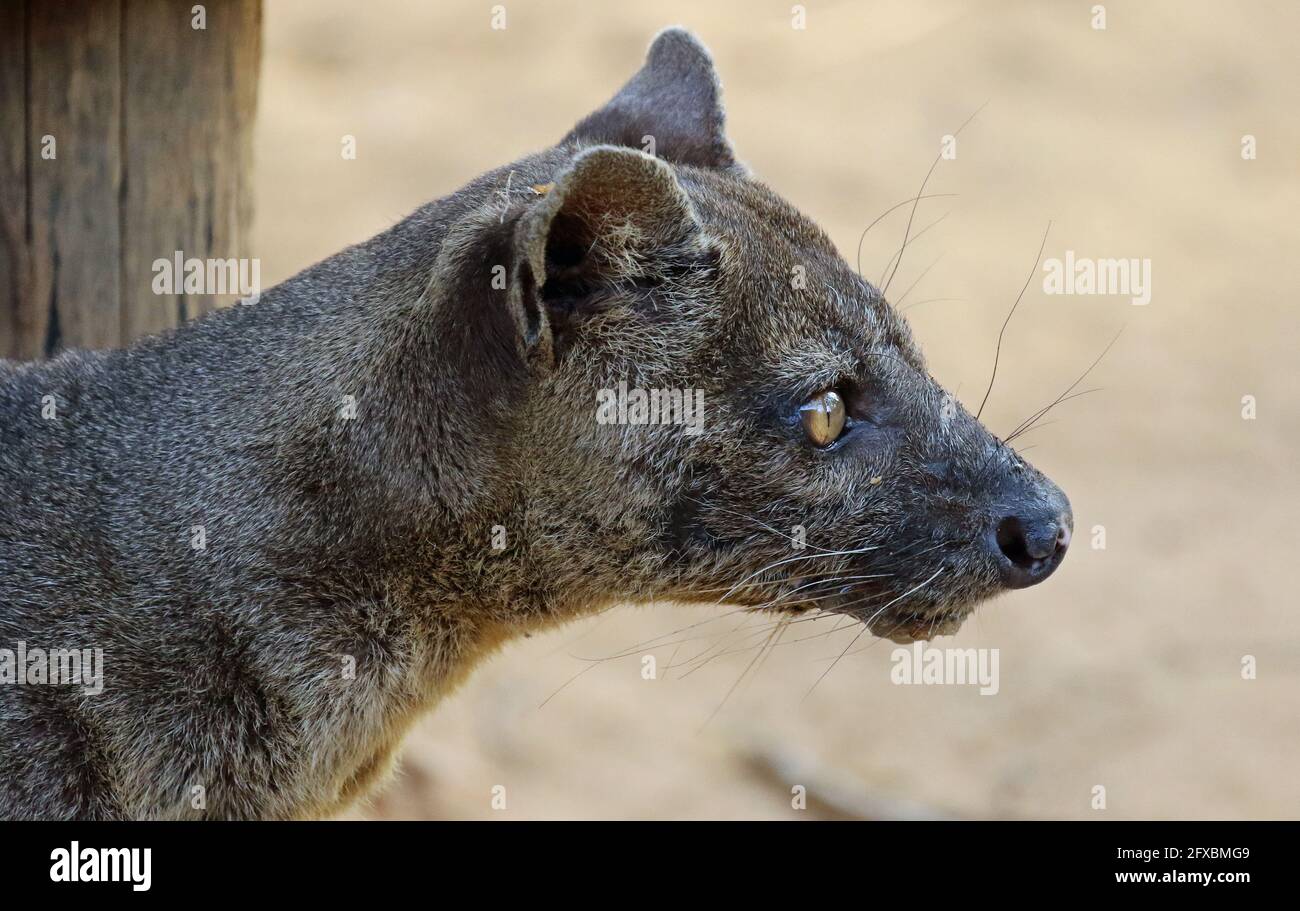 Wild fossa in the Kirindy Forest, western Madagascar Stock Photo - Alamy