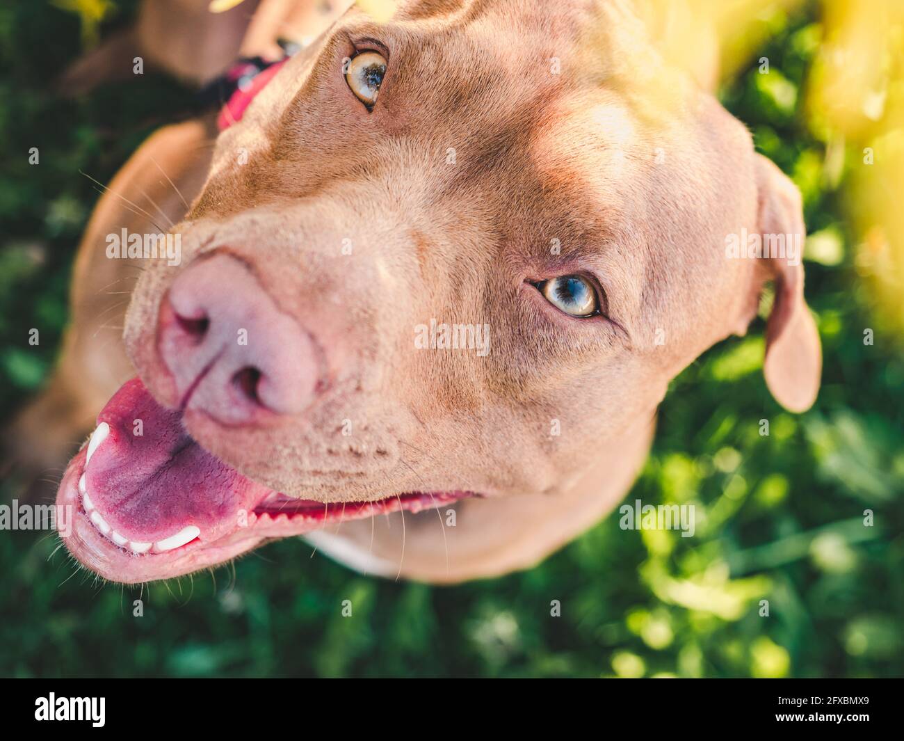 Lovable, pretty puppy of brown color. Close-up, outdoors. Day light ...