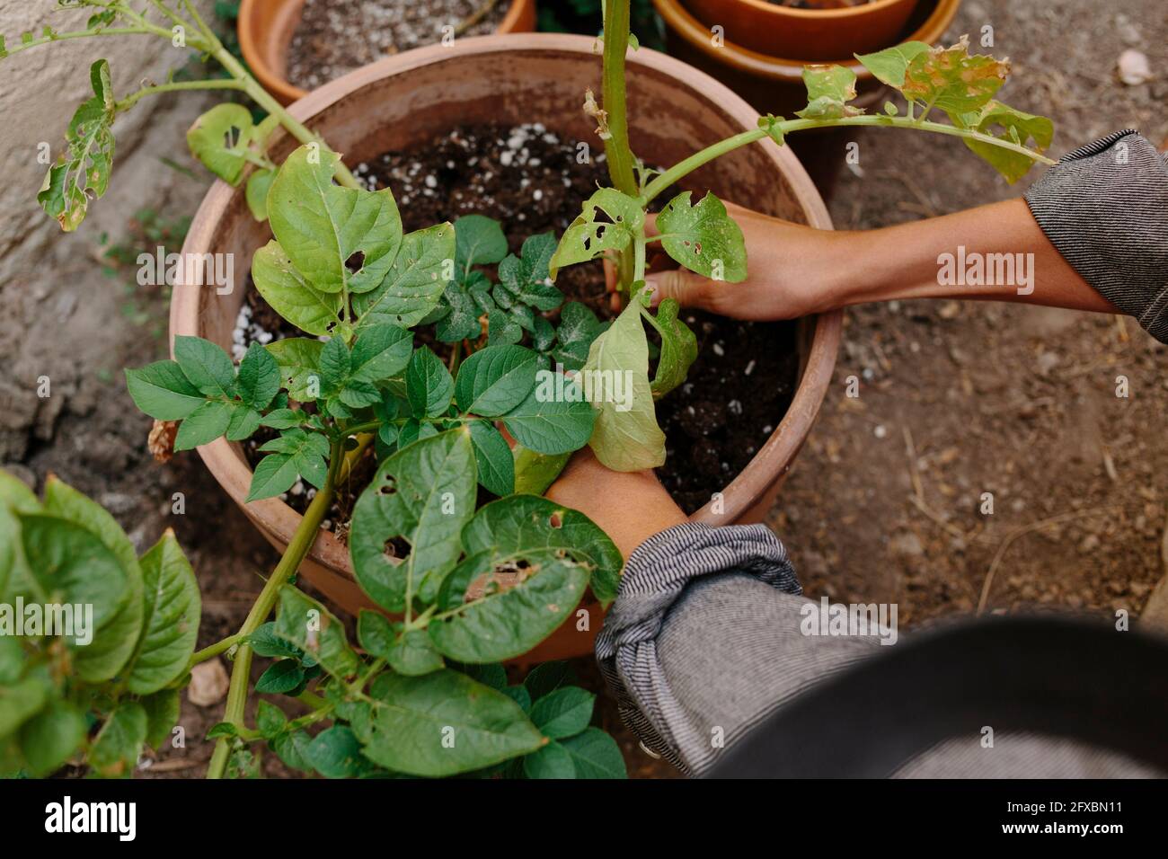 Gardening by the yard hi-res stock photography and images - Alamy