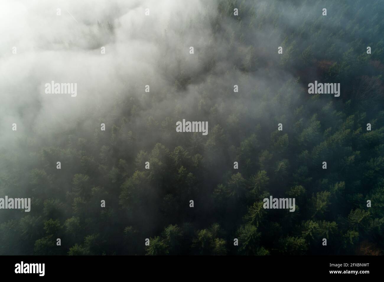 Thick forest canopy hi-res stock photography and images - Alamy