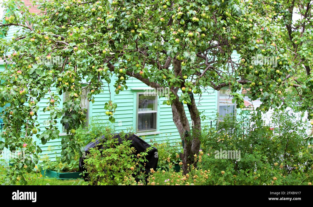 Big apple crop hi-res stock photography and images - Alamy